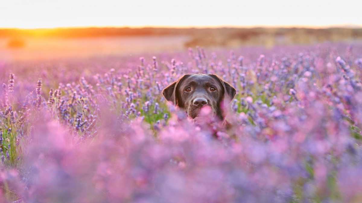 Découvrez comment les chiens voient le monde qui les entoure Découvrez comment les chiens voient le monde qui les entoure