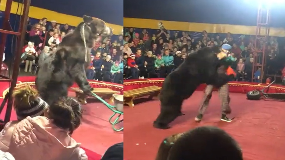 Un Ours Attaque Son Dresseur Et Se Jette Sur Lui En Plein Spectacle De